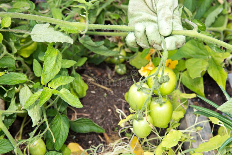 Green Tomatoes on Vine in Garden Stock Photo - Image of growing, close ...
