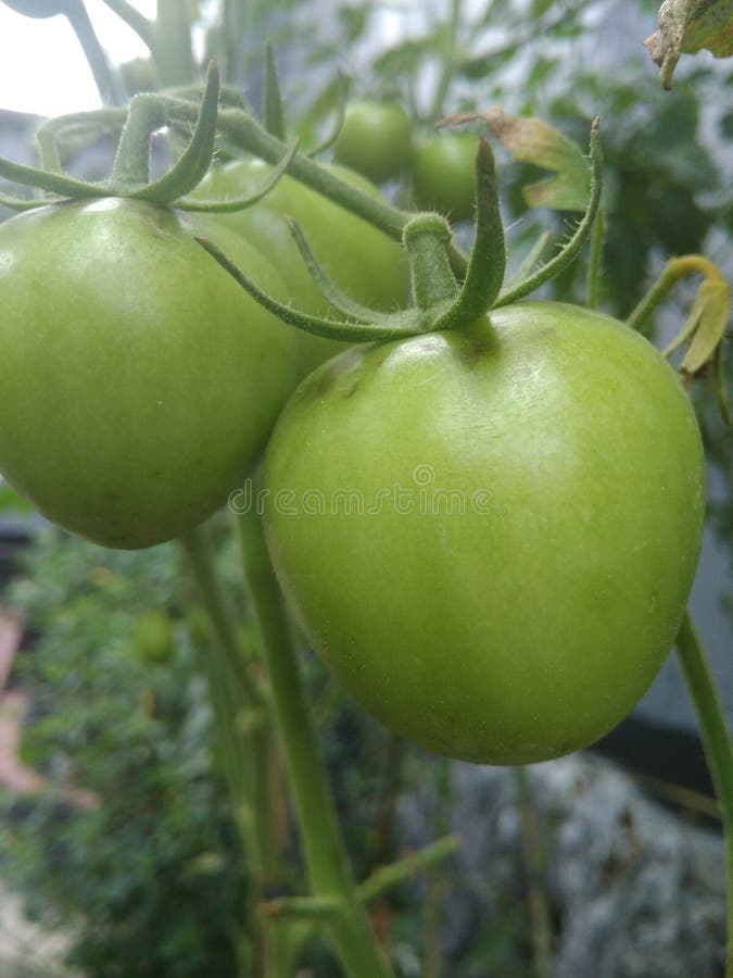 250 Tomatto Stock Photos - Free & Royalty-Free Stock Photos from Dreamstime