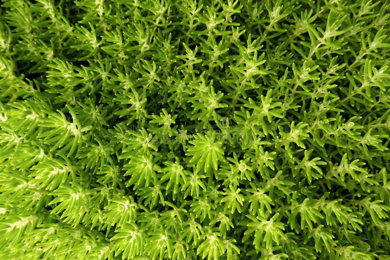 Green Tone Background Wallpaper Feel Relax and Fresh Stock Image ...