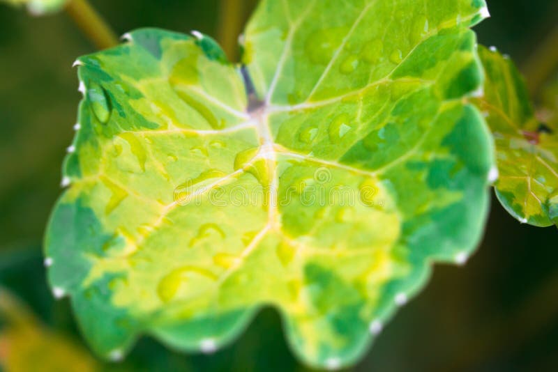 Green Tone Leaf Isolate on Background in Spring Summer Stock Image ...