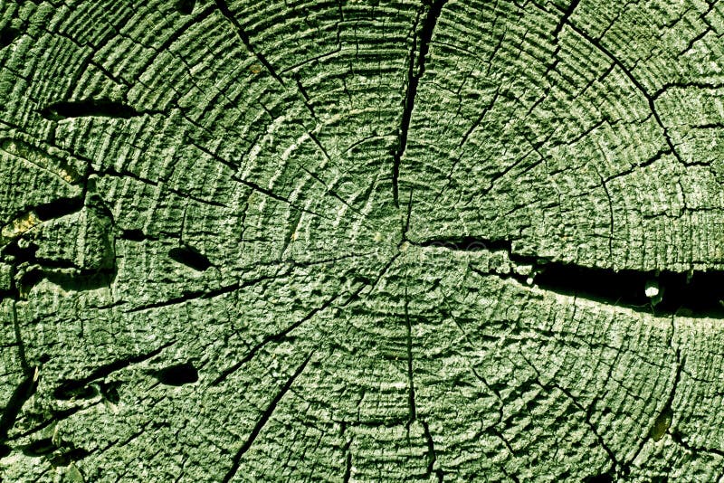 Green Toned Old Tree Cut Texture. Stock Image - Image of background ...