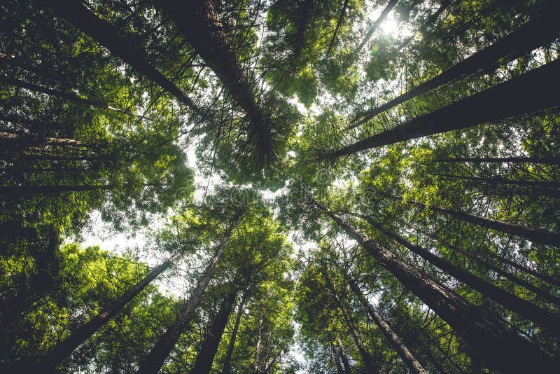 Green Tops of Foliage Trees from Bottom View Stock Image - Image of ...