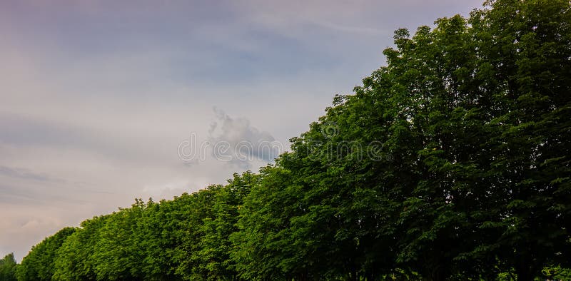 Green Tops of Trees and the Sky. Web Banner Stock Photo - Image of ...
