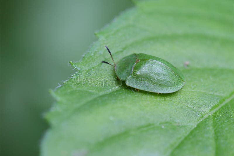 Green Tortoise Beetle