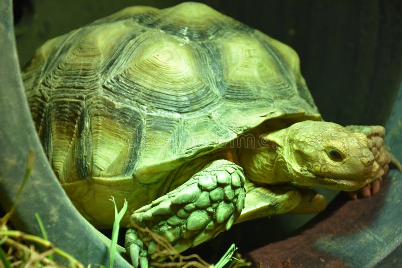 Portrait Of Wild Galapagos Tortoise And Green Grass Stock Photo - Image ...