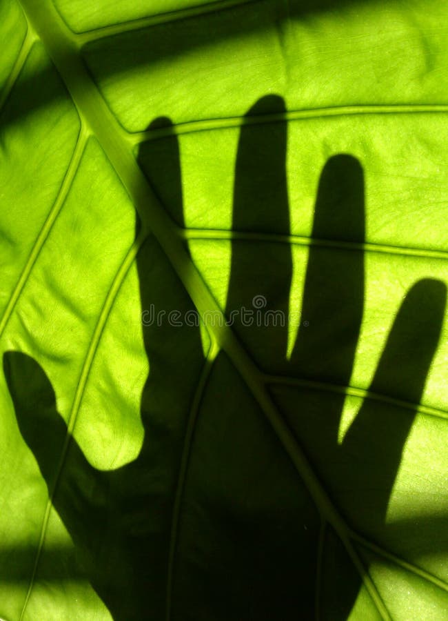 Green touch stock image. Image of sunshine, green, shadow - 11797557