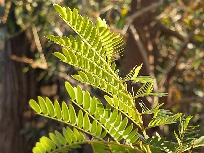 Green Touch Me Not Plant Tree Leaf Stock Image - Image of vegetation ...