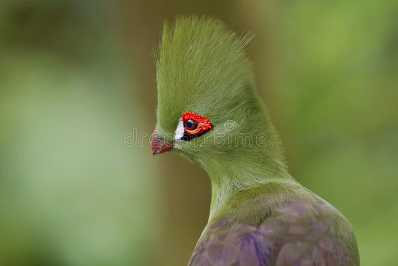 Green Touraco,Tauraco Persa Stock Photo - Image of beautiful, watching ...