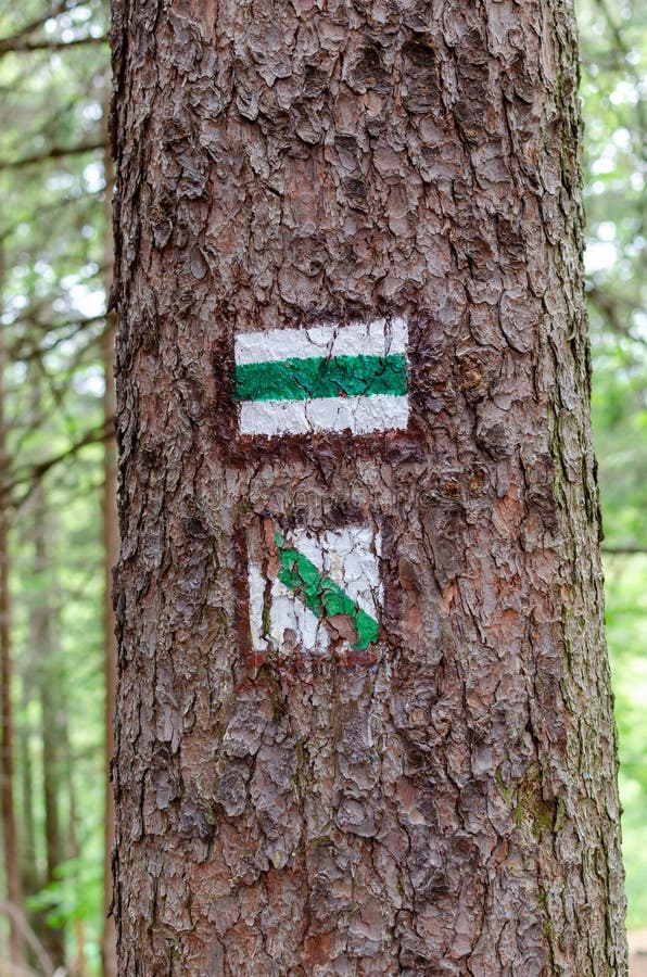 Green Tourist Mark on a Tree Trunk. Walking Path Background. Tree Trunk ...