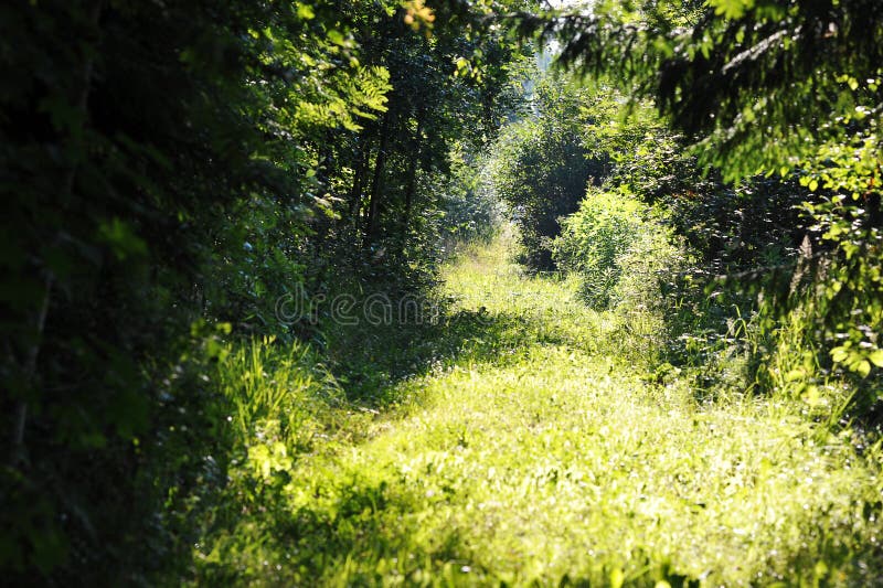 Green Track. Grass Covered Tramway Track. Greenery in the City ...