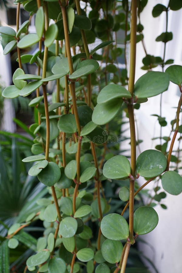 Green Trailing Leaves of Peperomia `Hope` Plants Stock Image - Image of ...