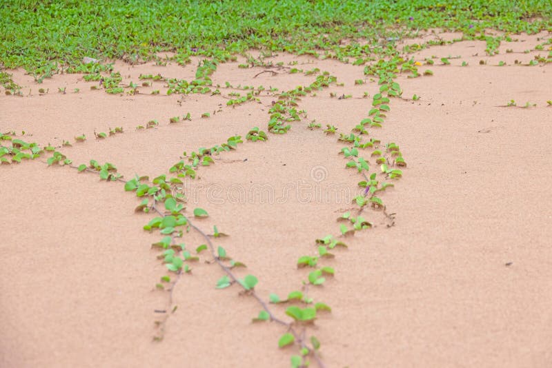 Green Trails Across Sandy Beach Surface Stock Photo - Image of coastal ...