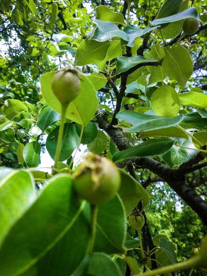 Green Travel Fruits Forest Tree Stock Photo - Image of travel, green ...