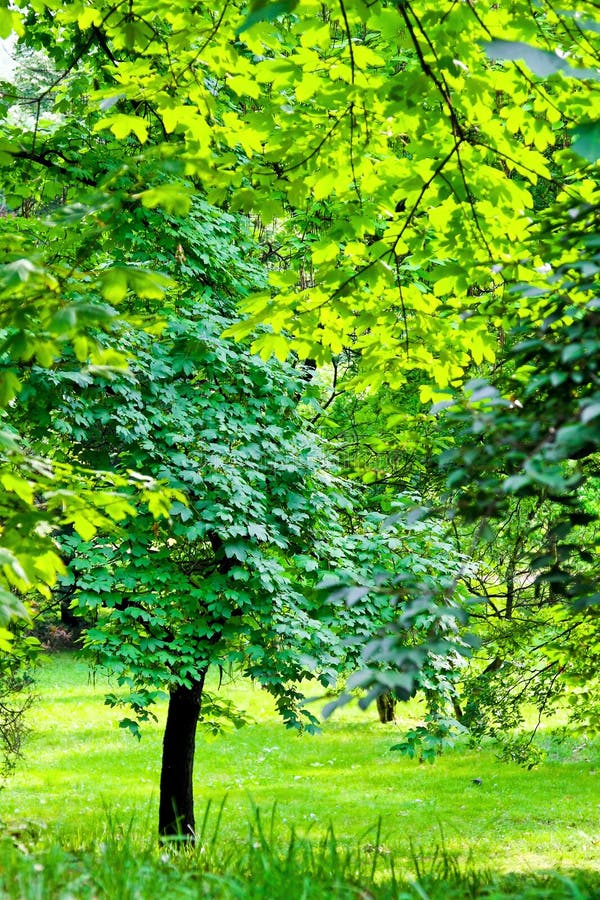 Green tree stock photo. Image of nature, lumber, growth - 10702594