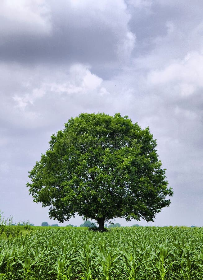 Green Tree stock photo. Image of tree, beautiful, cloud - 12026416