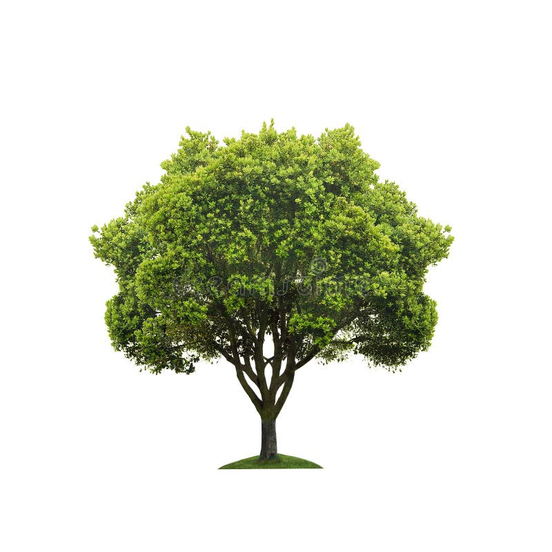 Two green oak tree stock image. Image of leafy, forest - 8666753