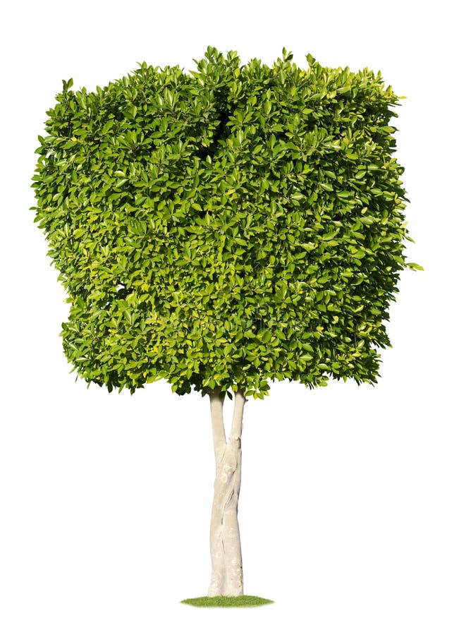 Green tree stock photo. Image of lone, environment, nature - 19549342