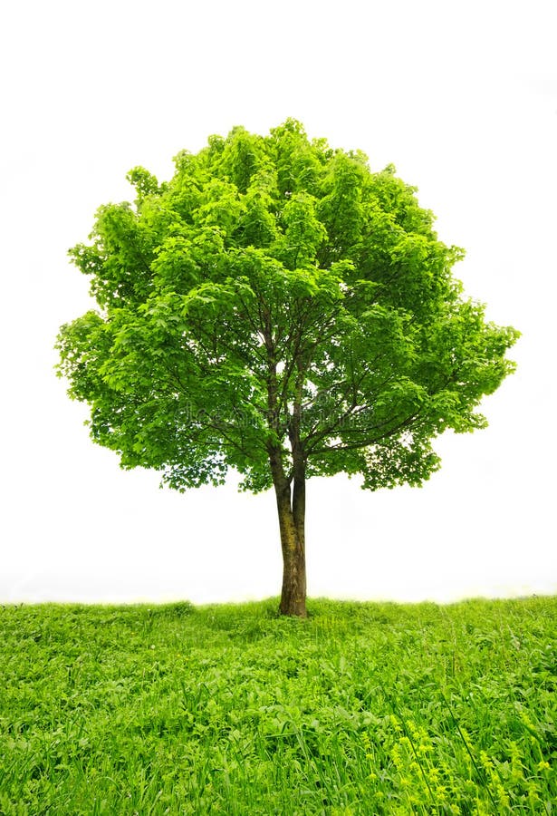 Single tree stock image. Image of country, isolated, grass - 894833