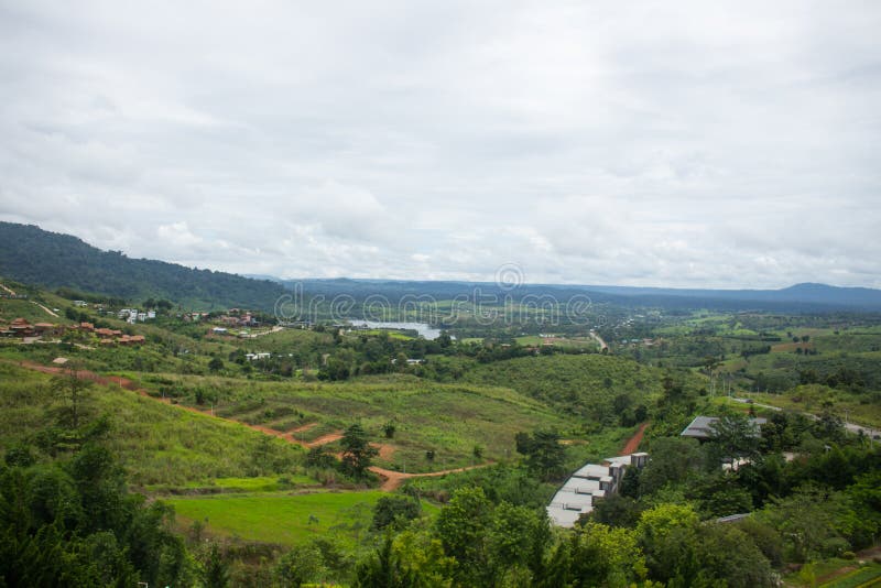 Green Tree Aerial View of Forest Stock Image - Image of green, branches ...