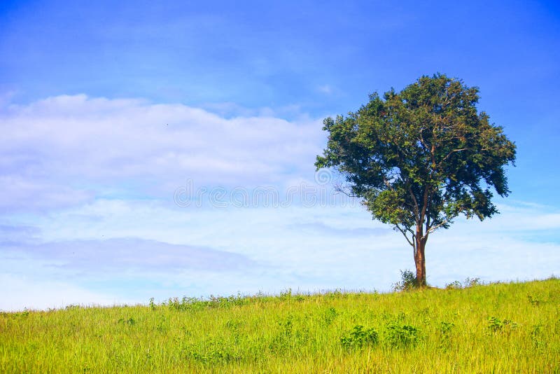 Green Tree Alone in Green Grass Field with Blue Sky Background Stock ...