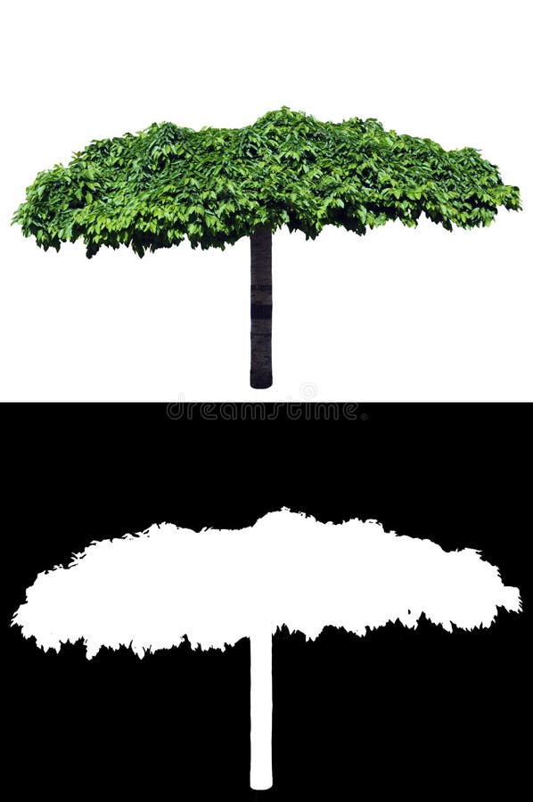 Green tree alpha channel stock photo. Image of coniferous - 115475252