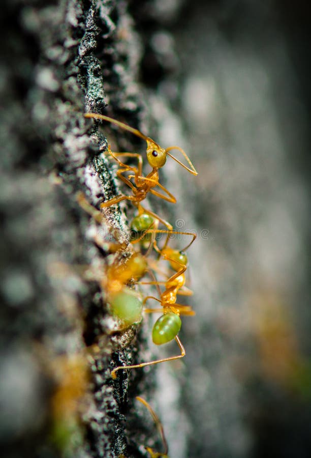 121 Ants Climbing Tree Stock Photos - Free & Royalty-Free Stock Photos ...