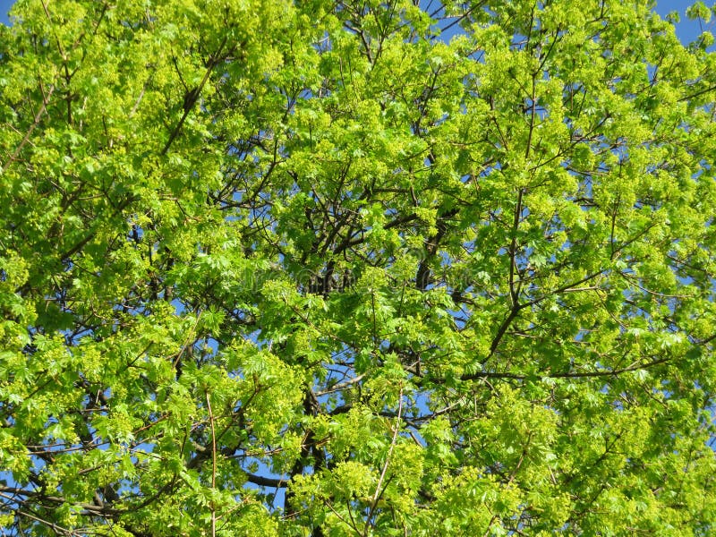 Green Tree in April in Spring Stock Photo - Image of tree, leaves ...