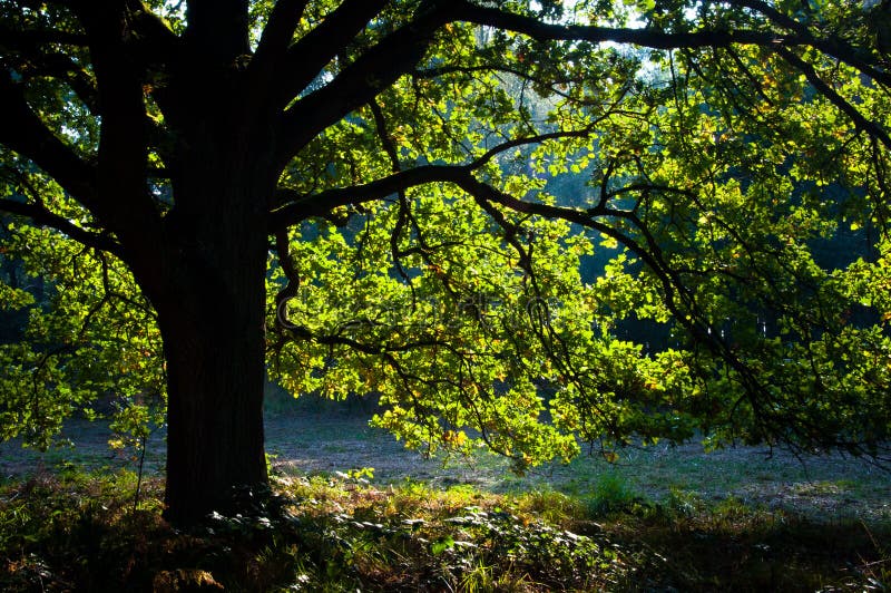 Green tree in autumn stock photo. Image of sunshine, trunk - 21822760