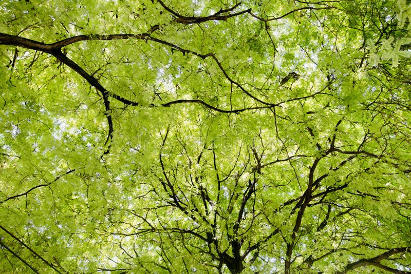 Green Tree Background, Texture Stock Image - Image of peace, closeup ...