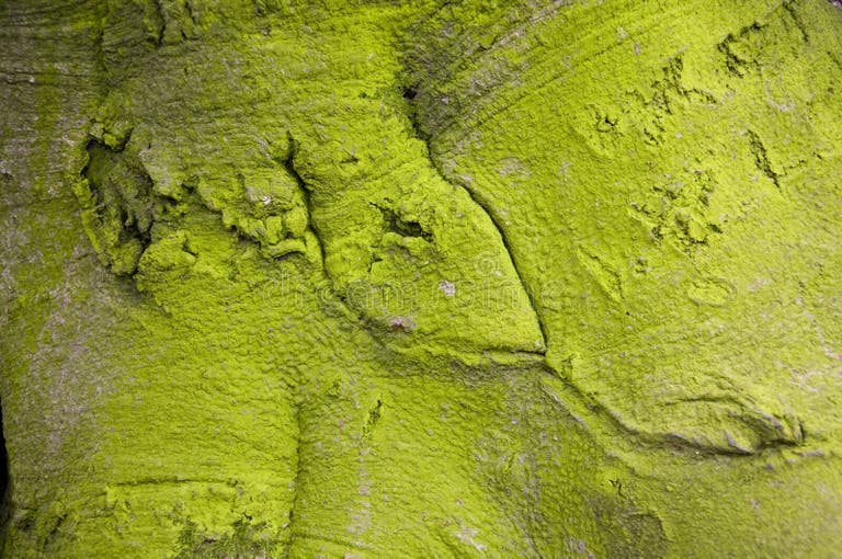 5,352 Tree Stump Skin Stock Photos - Free & Royalty-Free Stock Photos ...