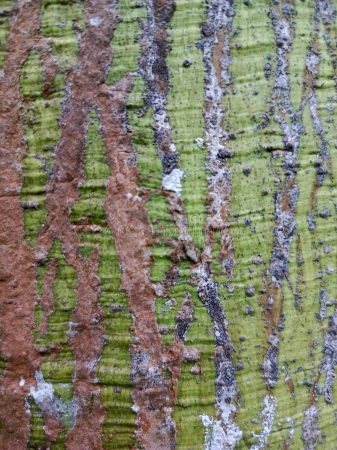 Green Tree Bark with Natural Stripes and Textures – Perfect for ...