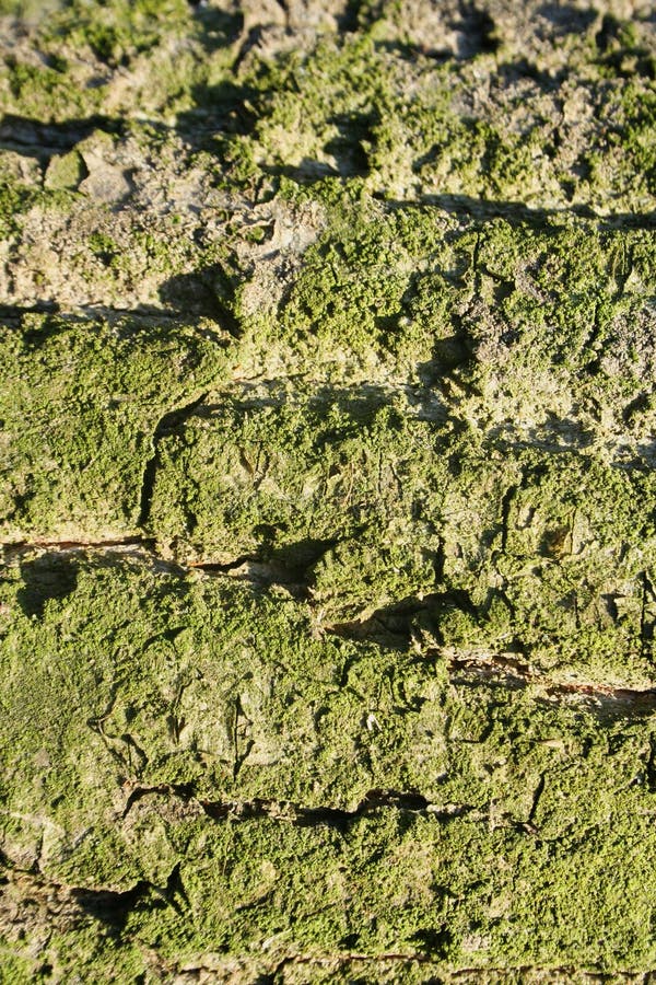 Green Tree Bark Texture Backgrounds Stock Image - Image of board ...