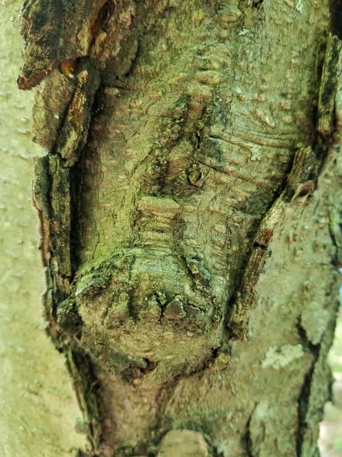 Green Tree Bark Texture stock photo. Image of forest - 148892828
