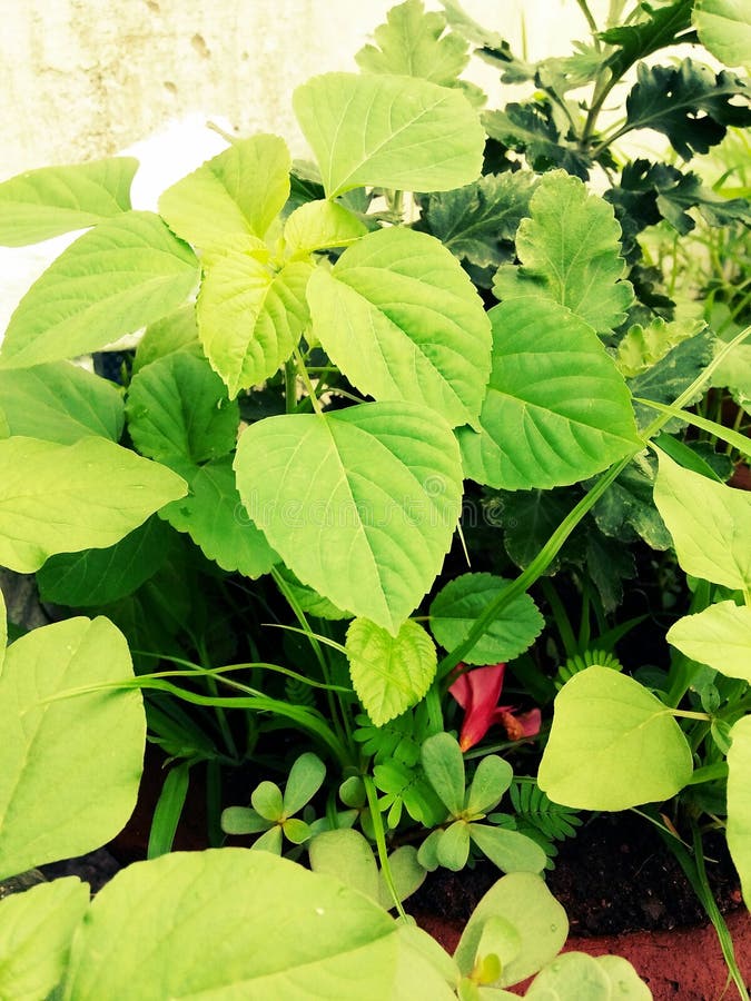 Green stock image. Image of super, tree, nachare, beatifull - 123609269