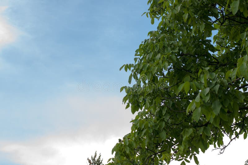 Green Tree with Beautiful Blue Sky in Nature Stock Image - Image of ...