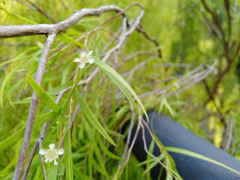 The Green Tree is a Beautiful Bush that Looks Natural. Stock Image ...