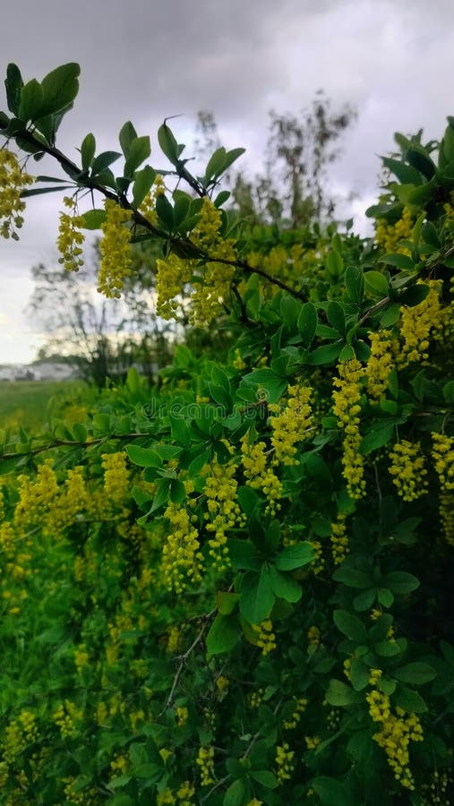 Green Tree .Beautiful Forever Stock Image - Image of green, life: 382572003