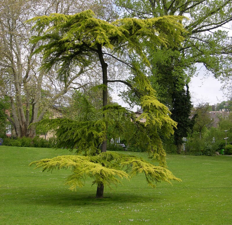 Green tree stock image. Image of lone, branch, greenery - 31136009