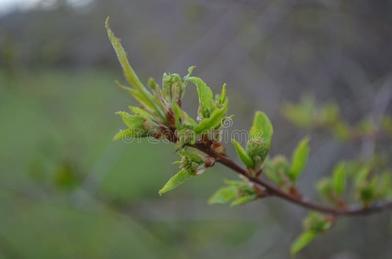 Green tree stock photo. Image of fresh, blur, tips, grow - 92235158