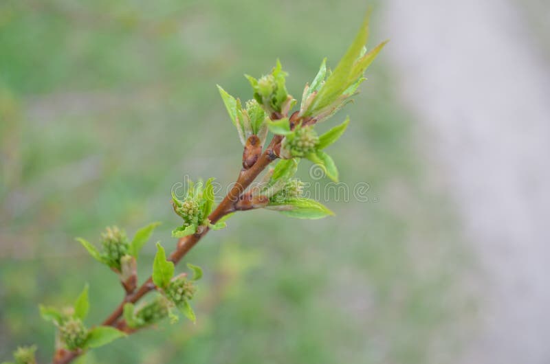 Green tree stock photo. Image of begging, light, grass - 92235220