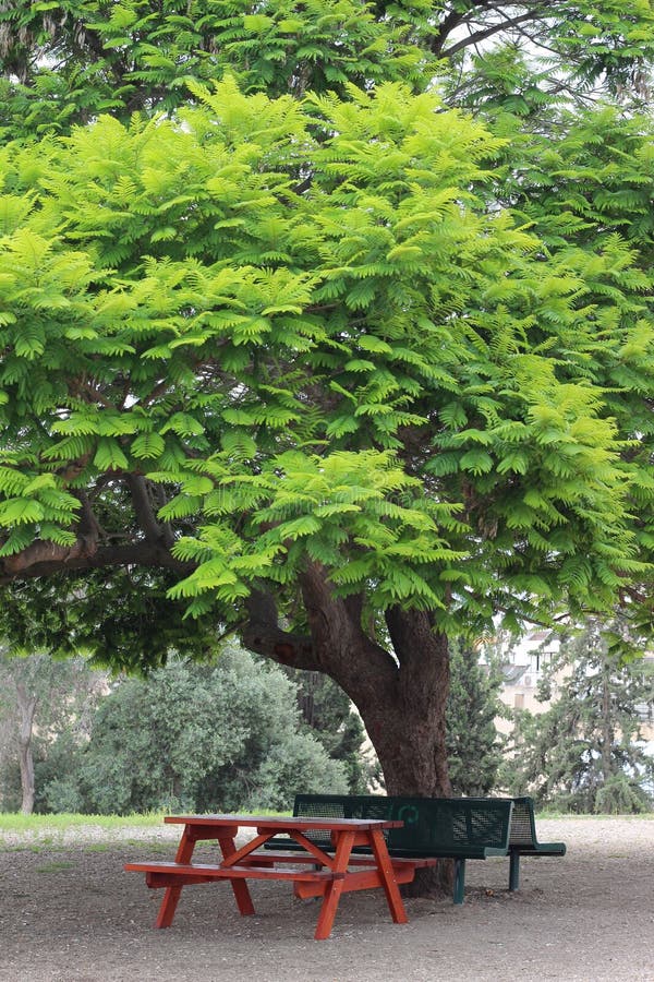 Bench under the tree stock image. Image of garden, relax - 41393131