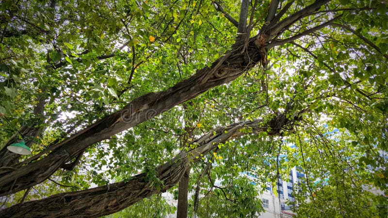 Green stock image. Image of green, bangkok, thai, tree - 126216411