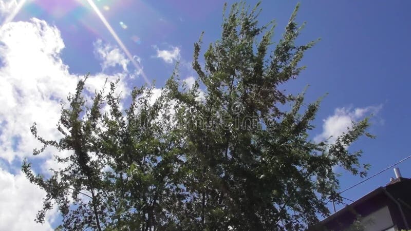 Green Tree in a Big Summer Storm Stock Video - Video of storm, plant ...