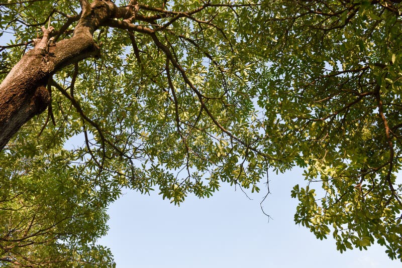 Green Tree, Blue Background Stock Photo - Image of meadow, nature ...