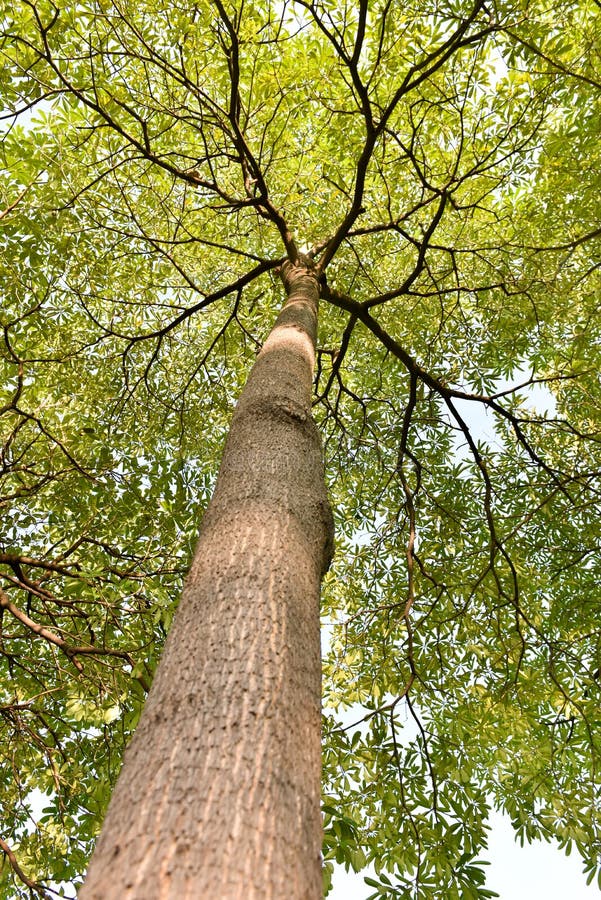 Green Tree, Blue Background Stock Photo - Image of bright, branch ...