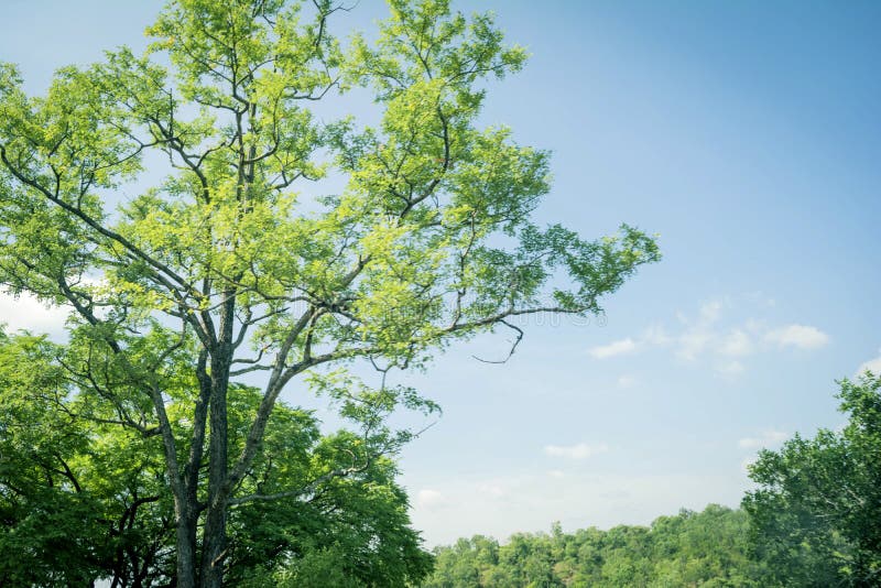 Green Tree with Blue Sky Background Stock Image - Image of ...