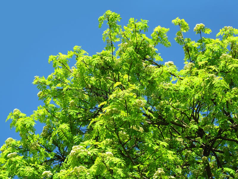 Green Tree on a Blue Sky Background Stock Photo - Image of bright ...