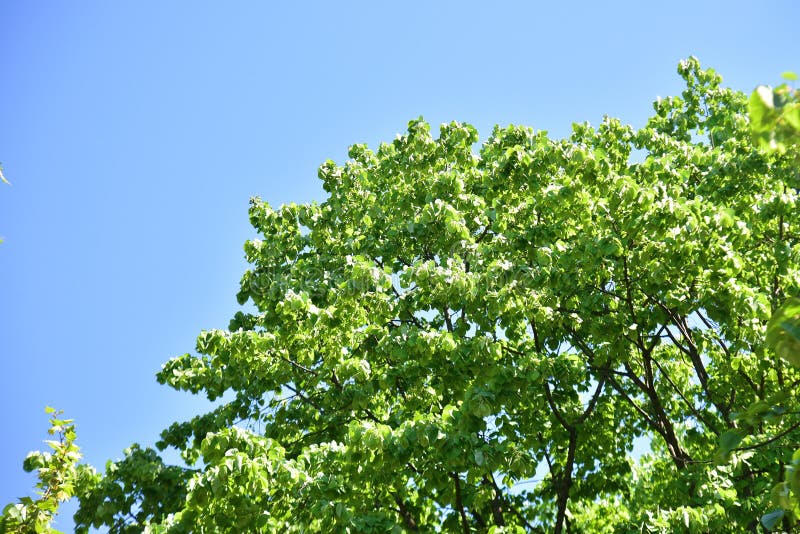 Green Tree with Blue Sky Background Stock Image - Image of wildflower ...