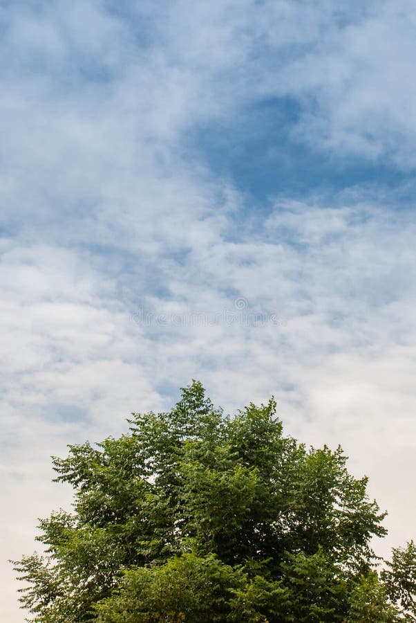 Green tree and blue sky stock photo. Image of spring - 42419594