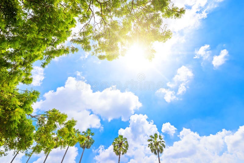 Big Green Tree and Blue Sky with Cloud. Stock Photo - Image of ...
